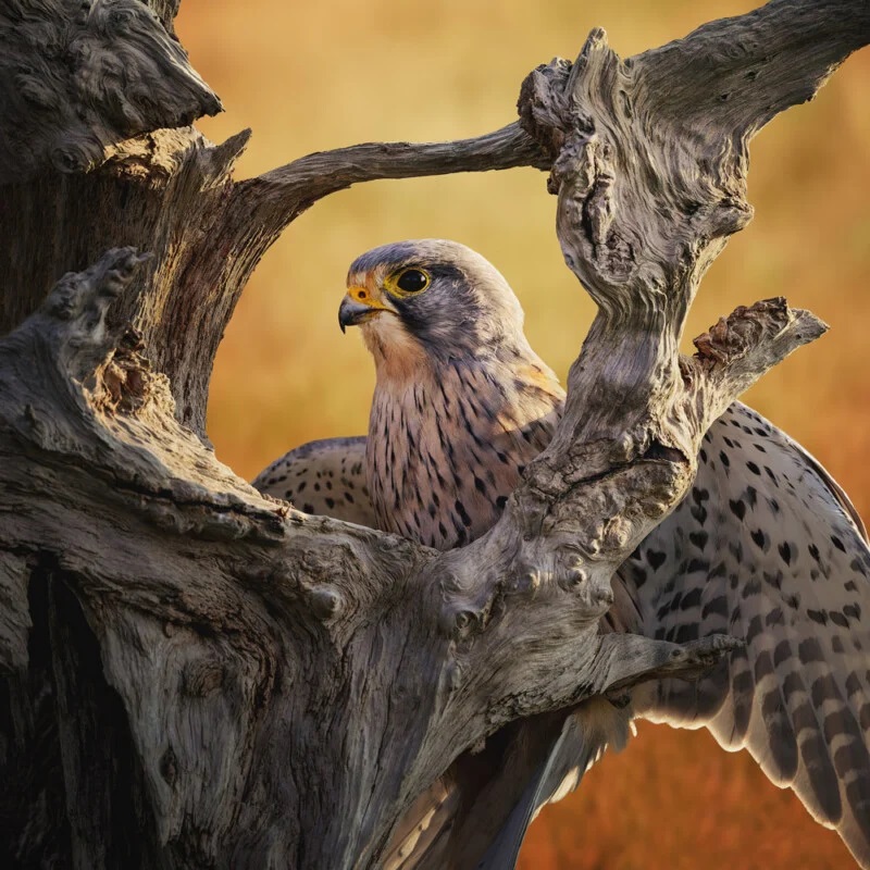 Bức Ảnh Chim Đẹp Nhất Trong Cuộc Thi Bird Photographer Of The Year 2025