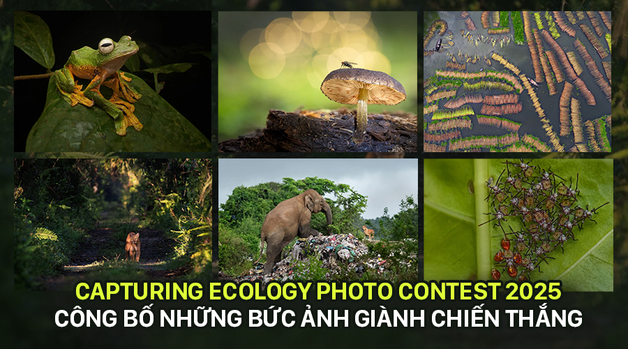 Capturing Ecology Photo Contest 2025 Công Bố Những Bức Ảnh Giành Chiến ...